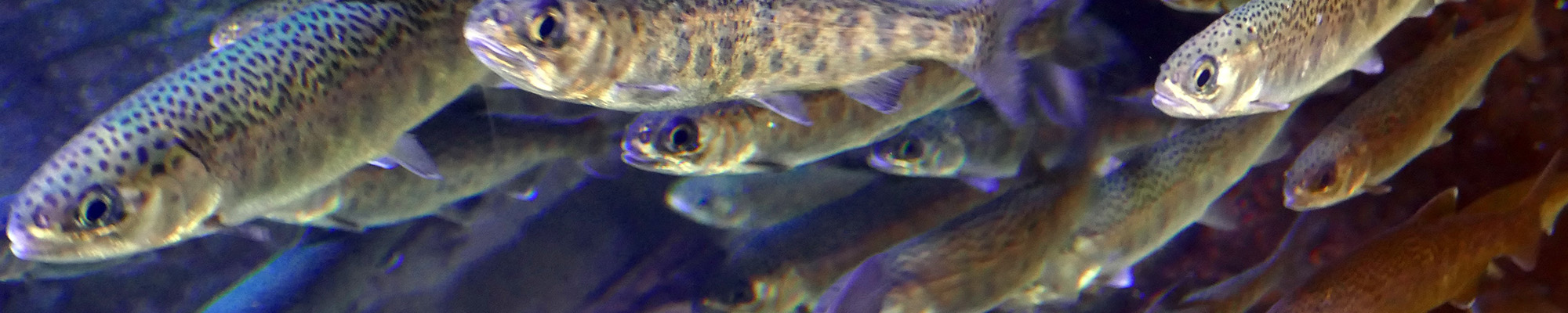 Aquaculture Oxygen Generator | Fish Hatchery | O2 Supply System